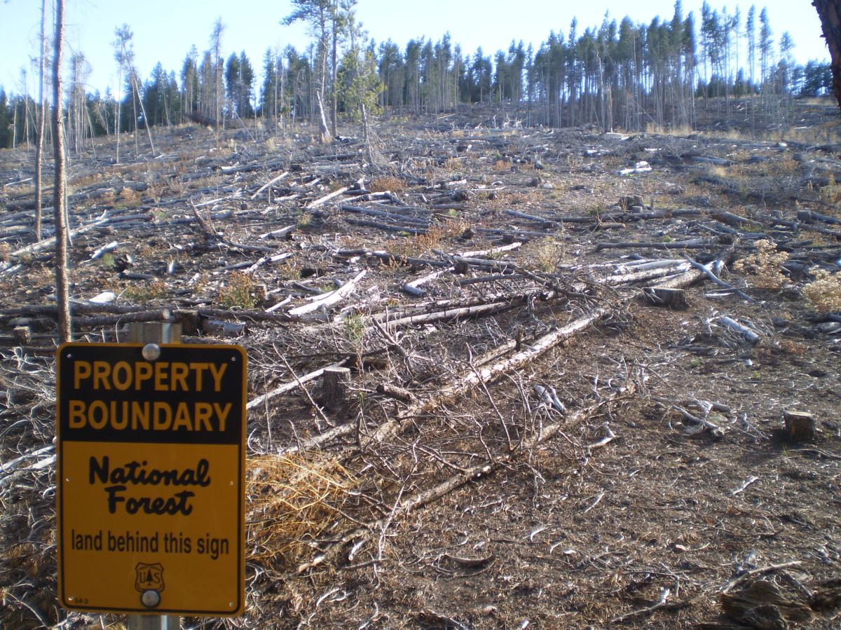 Forest Service logging causes negative effects – The Colorado Smokescreen